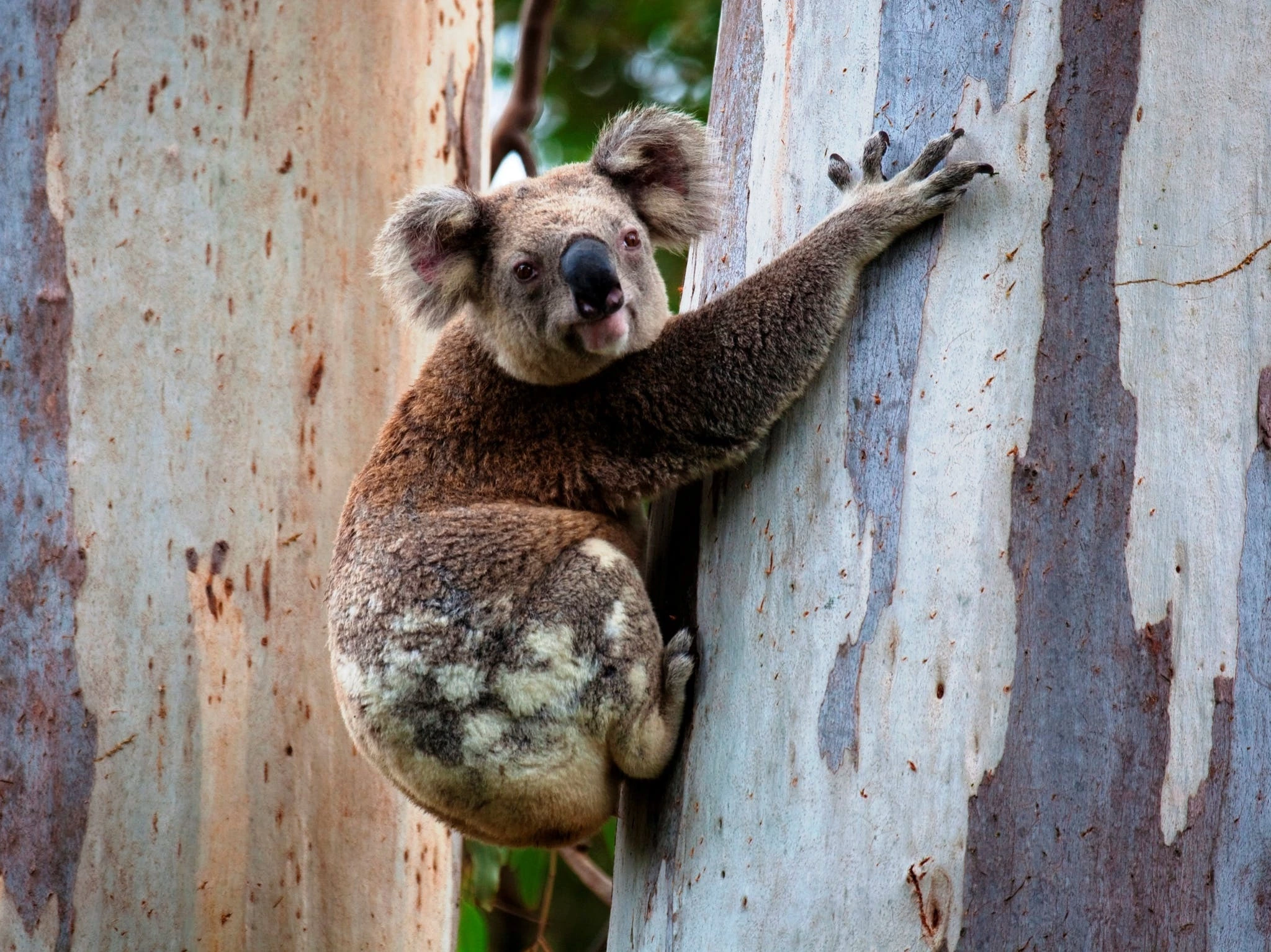 Nerang National Park and State Forest | Experience Gold Coast
