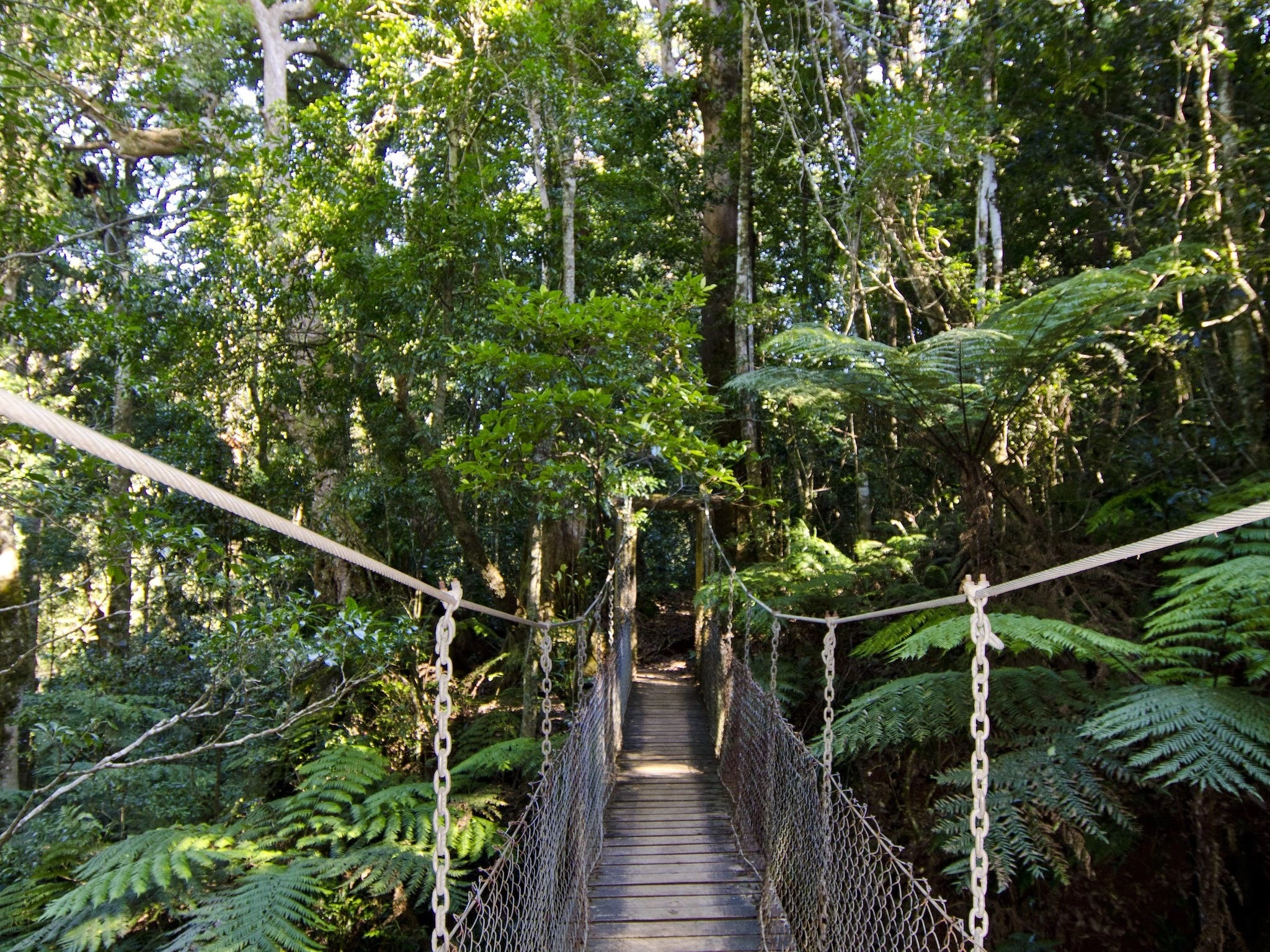 O'Reilly's Tree Top Walk | Experience Gold Coast