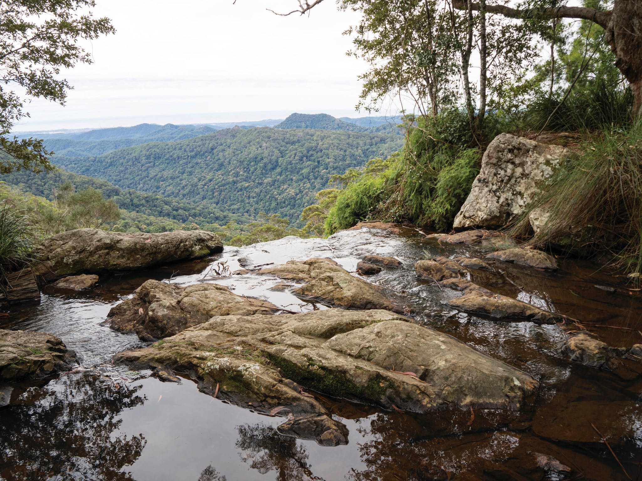 Springbrook Plateau, Springbrook National Park | Destination Gold Coast